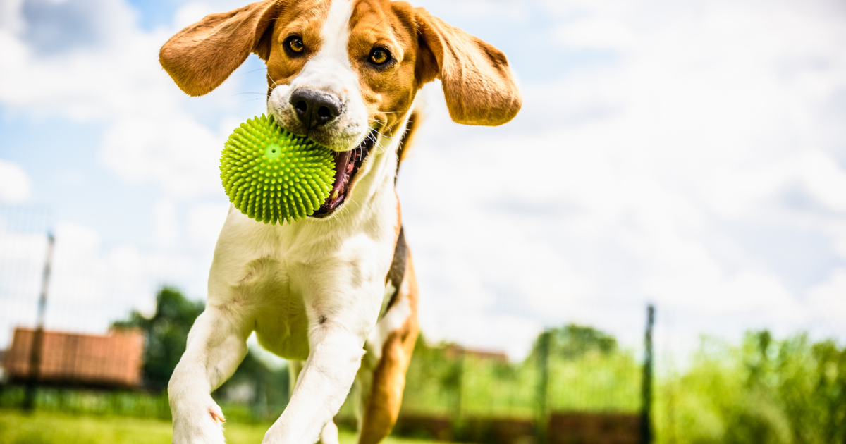 4 Paws Dog Park | Experience Ruston
